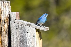 Discovering Idaho’s Beloved State Bird: The Mountain Bluebird – The ...